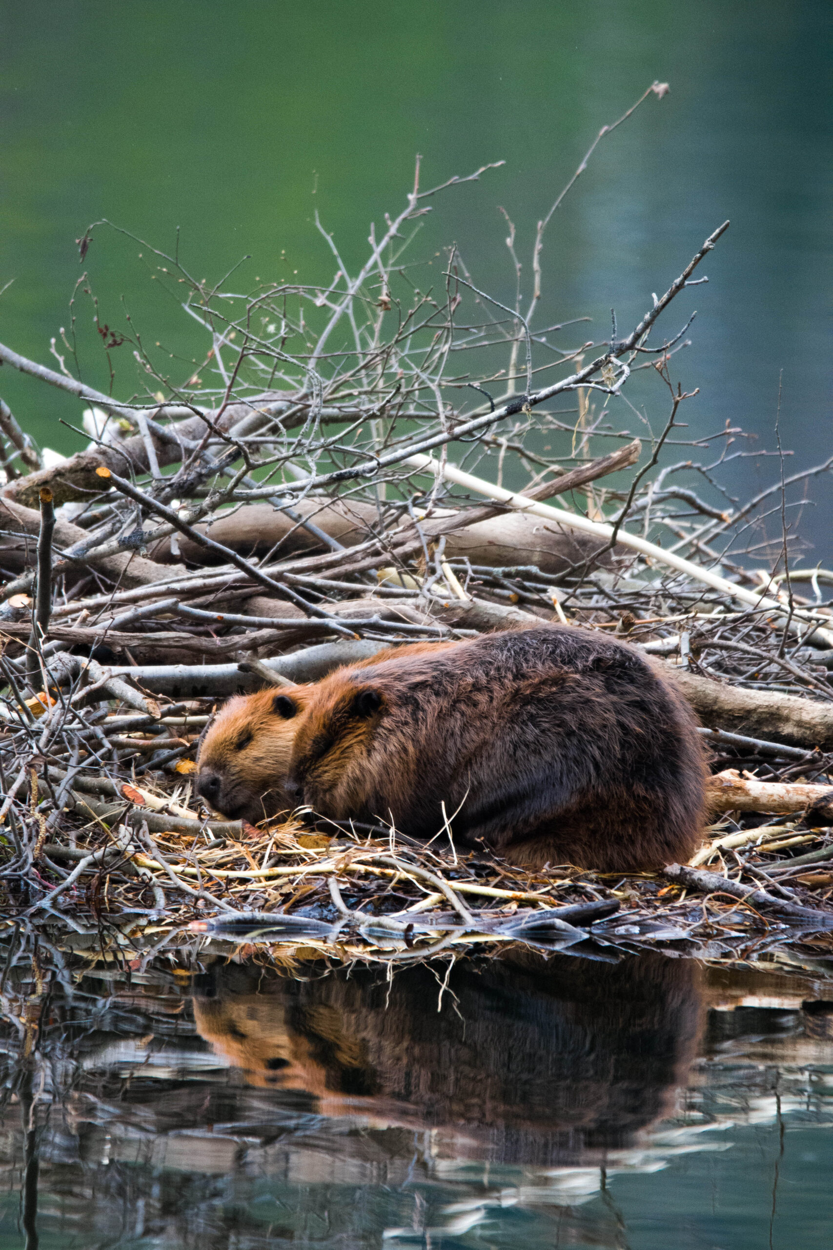 Wildlife Handiwork Beaver Dams The Adirondack Almanack